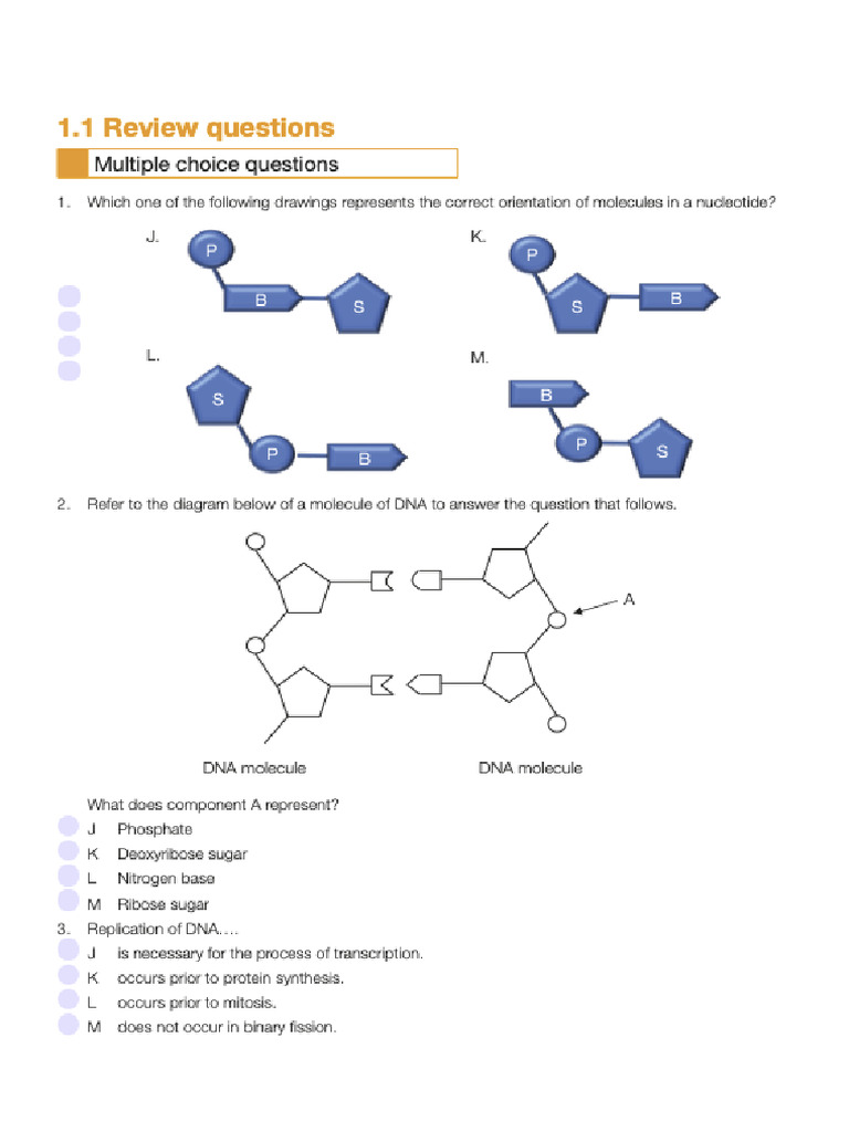 Essentials Workbook Questions and Answers Chapter 1.1 DNA Structure | PDF