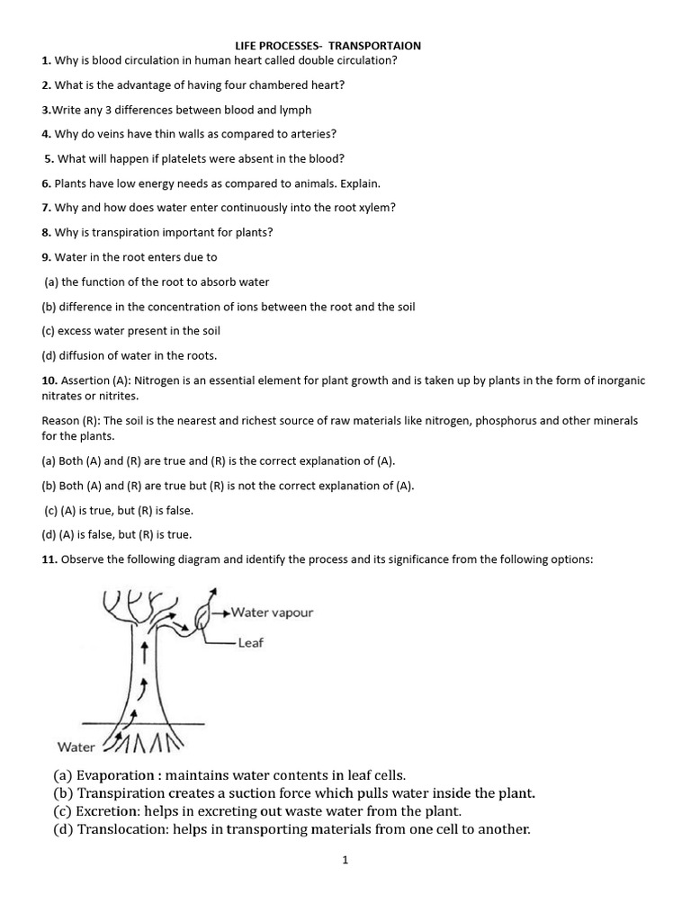FT Transportation Worksheet | PDF | Circulatory System | Blood