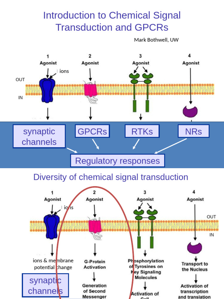 Cell Phys - Signal Transduction 1.intro and GPCRs Slides | PDF | Cell ...