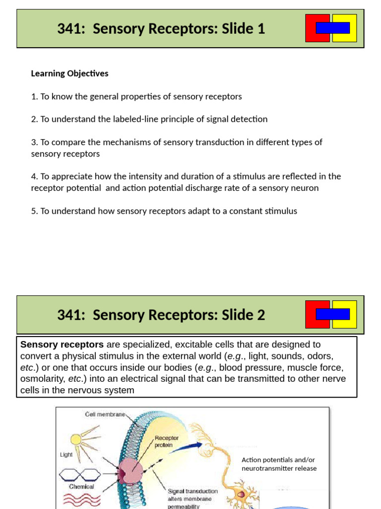 Cell Phys - Sensory Receptors | PDF | Taste | Stimulus (Physiology)