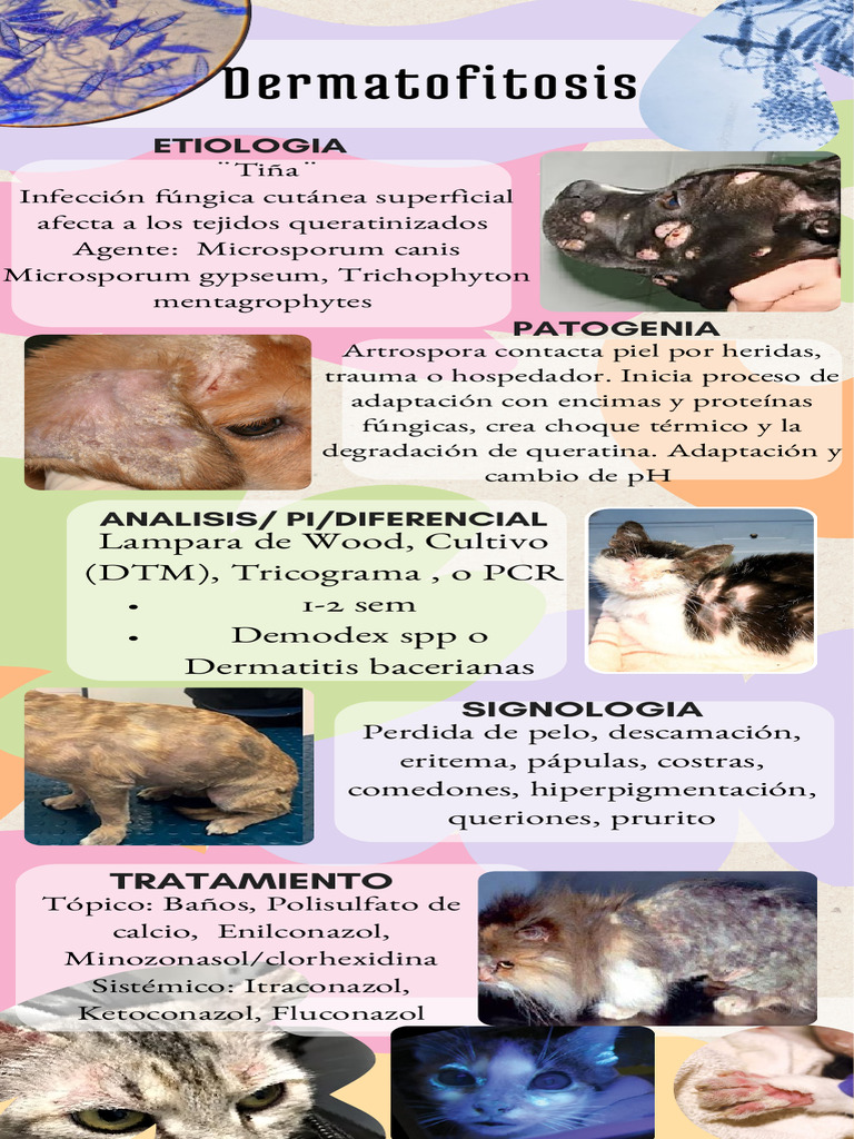 Infografía Dermatofitosis Perros y Gatos PDF | PDF