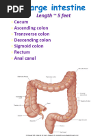 Anatomy of Appendix and Colon Explained | PDF | Large Intestine | Anatomy