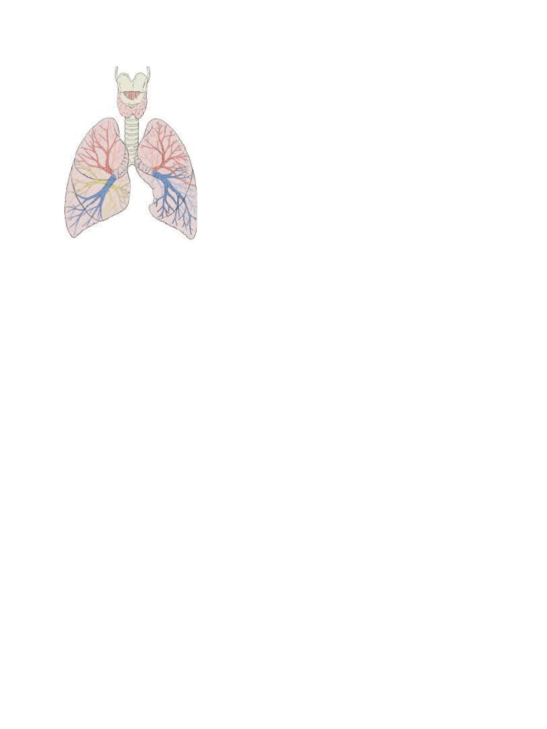 Lungs | PDF