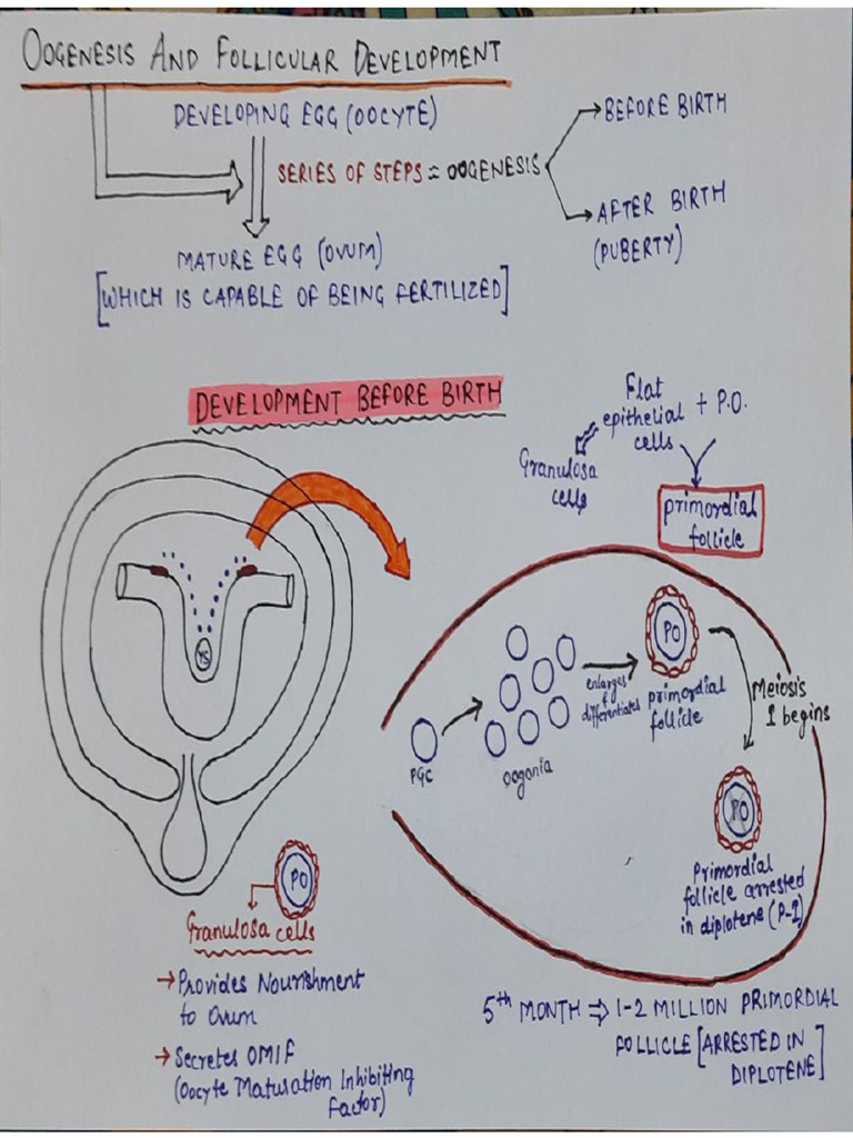 Oogenesis and Follicular Development | PDF