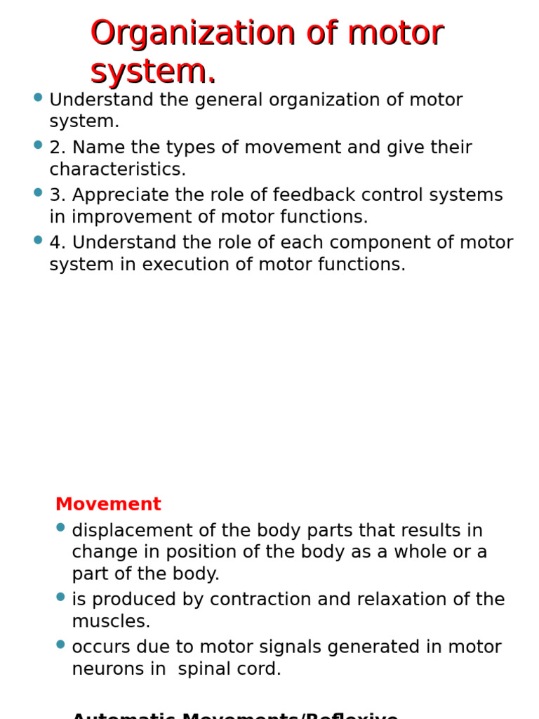 Organization of Motor System | PDF | Motor Neuron | Spinal Cord