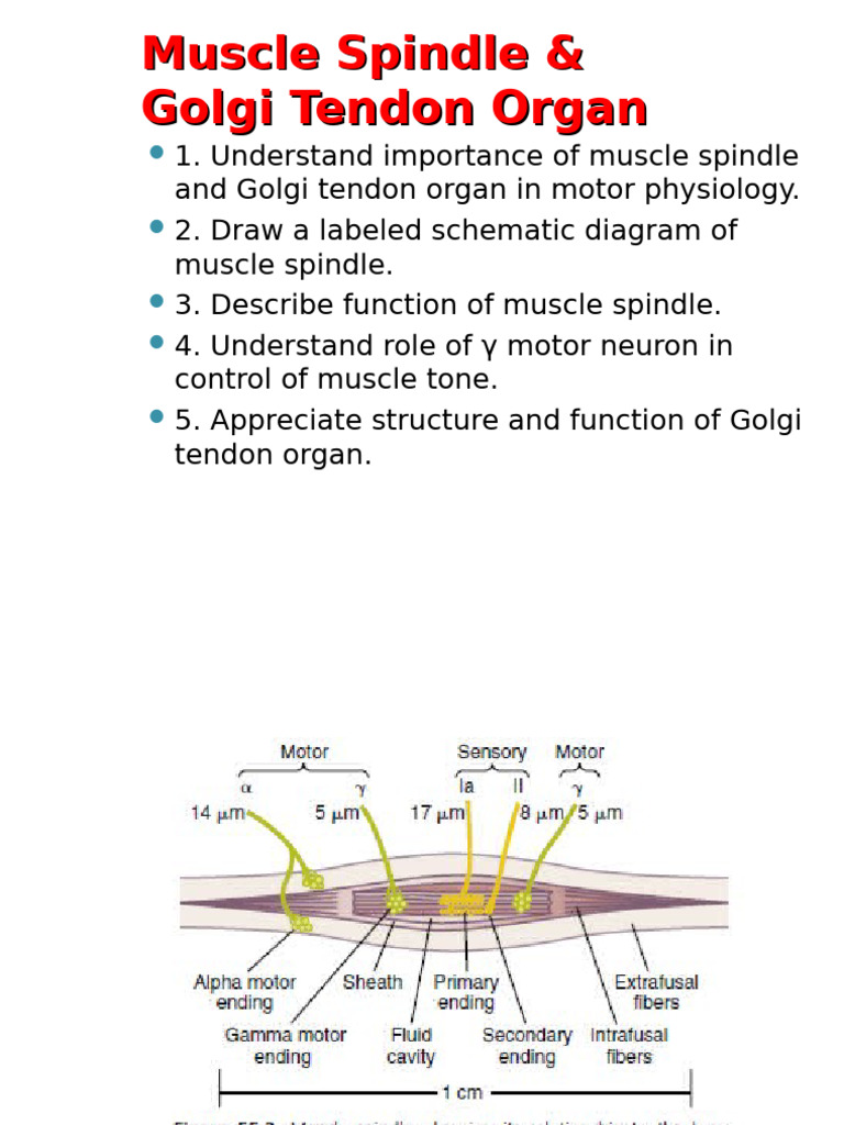 Muscle Spindle and Golgi Tendon Organ | PDF | Motor Neuron | Skeletal ...