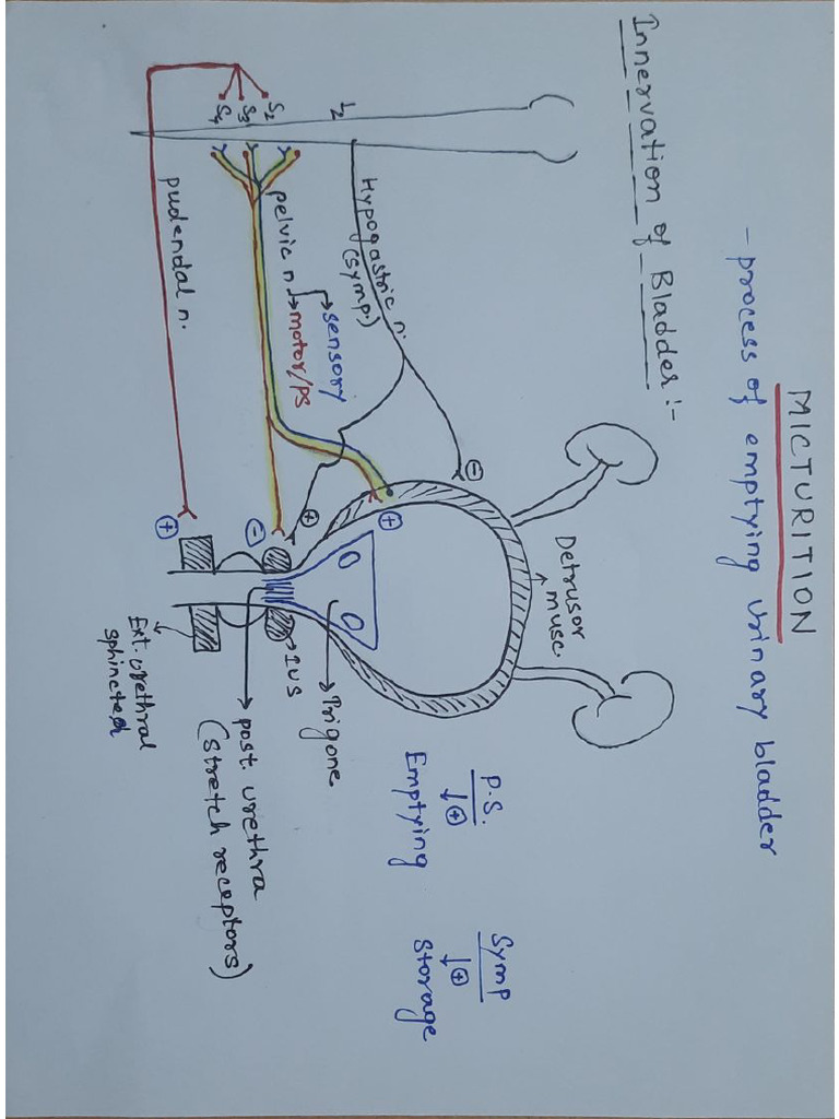 Micturition - Renal Physio | PDF