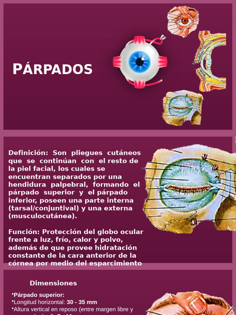 Anatomia Del Parpado | PDF | Piel | Oftalmología