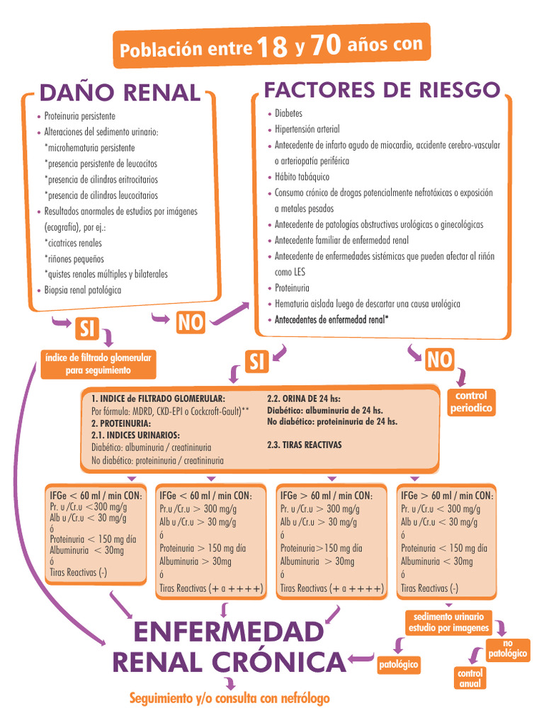 Diagnóstico de Proteinuria y ERC | PDF | Riñón | Diabetes
