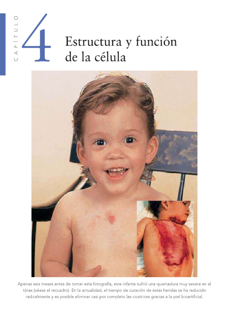 Lectura 3 Estructura y Funcion de La Celula | PDF