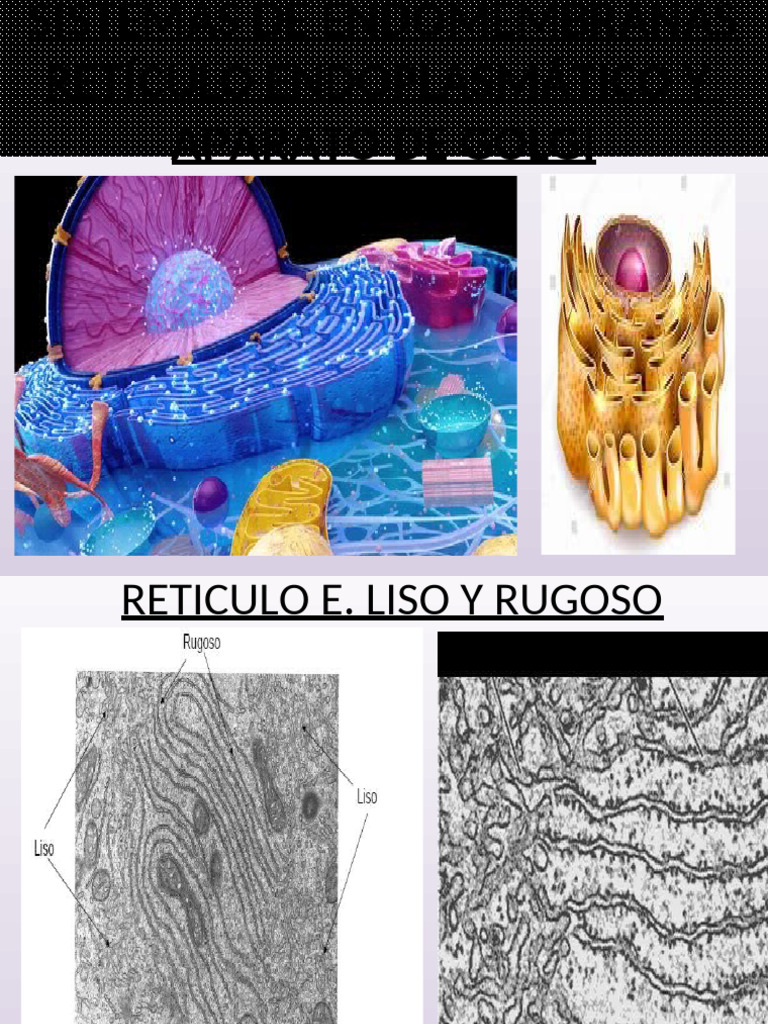 RETÍCULO ENDOPLASMÁTICO y GOLGI | PDF | Retículo endoplásmico | Proteínas
