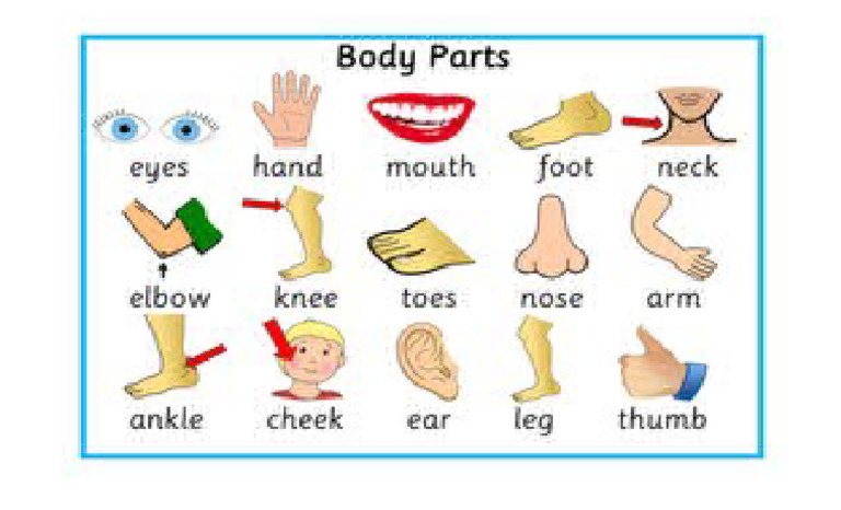Parts of Body Cards | PDF