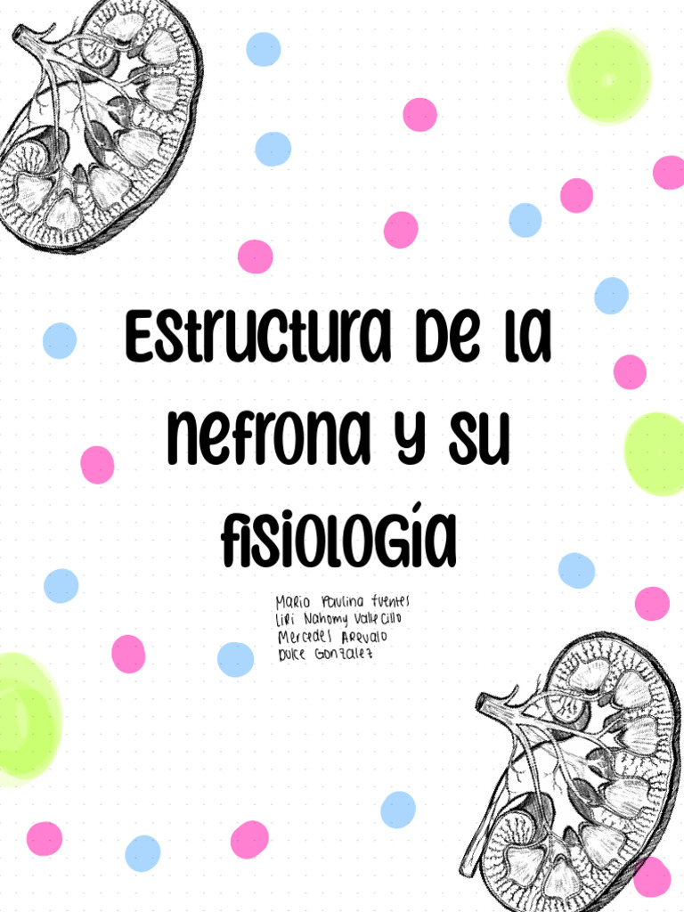 Estructura y función de la nefrona | PDF | Abdomen | Sistema genitourinario