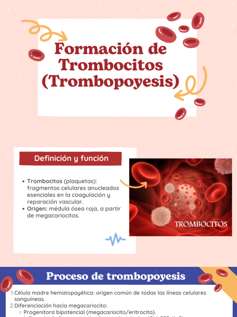 Formación de Trombocitos y Granulocitos | PDF | Hematopoyesis | Sangre