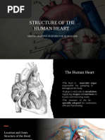 Structure of Human Heart | PDF