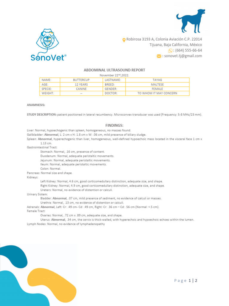 Abdominal Ultrasound Report | PDF | Abdomen | Animal Anatomy