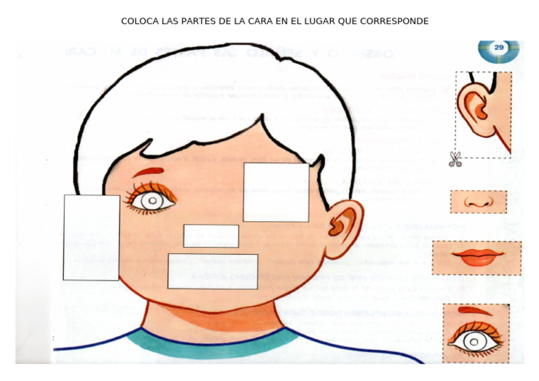 Partes de La Cara | PDF