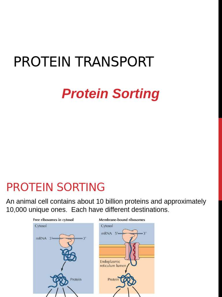 Protein Transport Mechanisms Explained | PDF | Protein Targeting | Cell ...