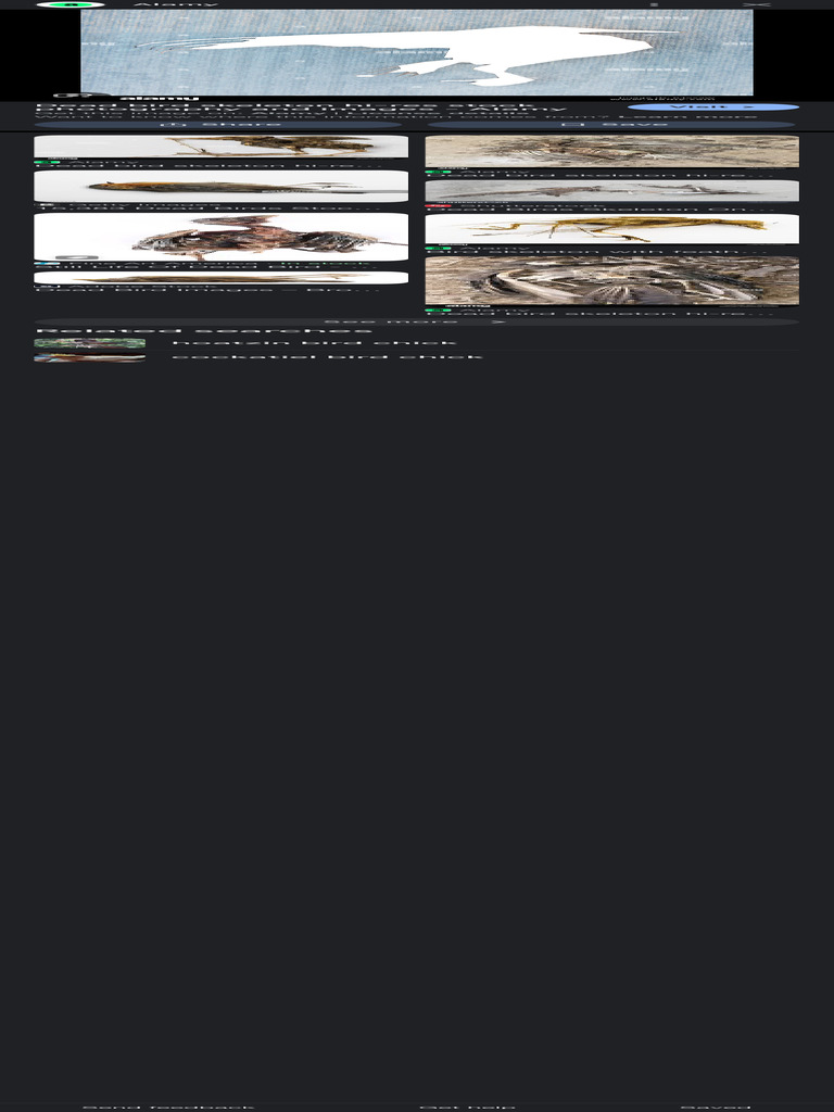 Dead Bird - Google Search | PDF