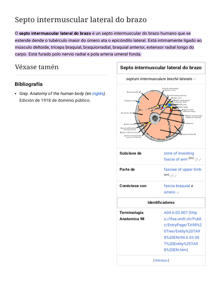 Septo Intermuscular Lateral Do Brazo - Wikipedia, A Enciclopedia Libre ...