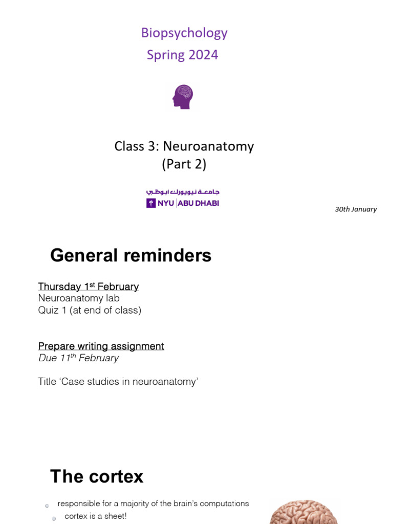 Biopsych Lecture3 Neuroanatomy2 Slides | PDF | Cerebral Cortex | Grey Matter