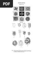 Coral Identification Guide for Divers | PDF | Coral | Coral Reef