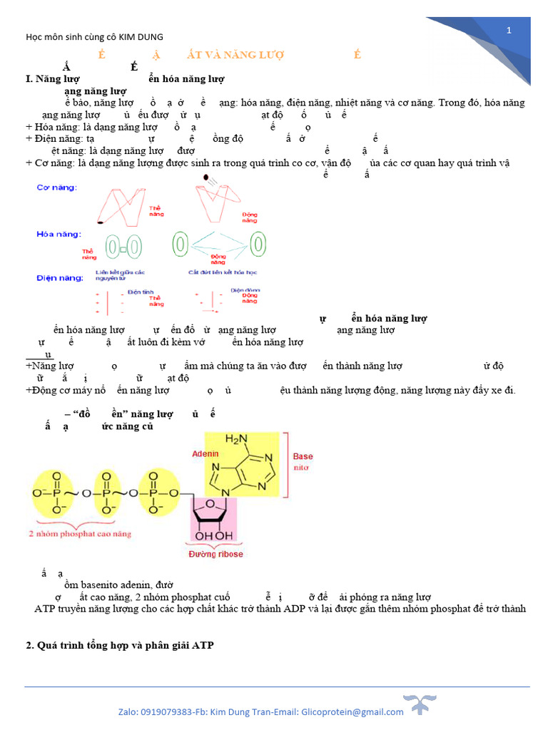Sinh 10 Ctst Bài 13 Lí Thuyết | PDF