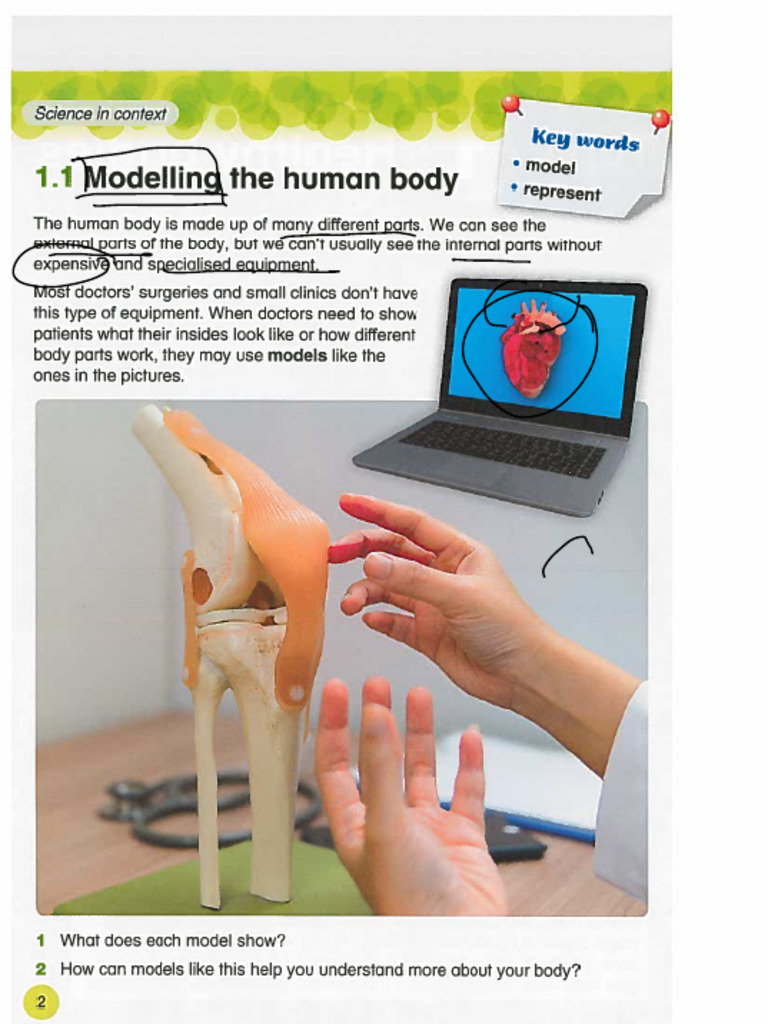 1.1 Modelling The Human Body | PDF | Breathing | Lung