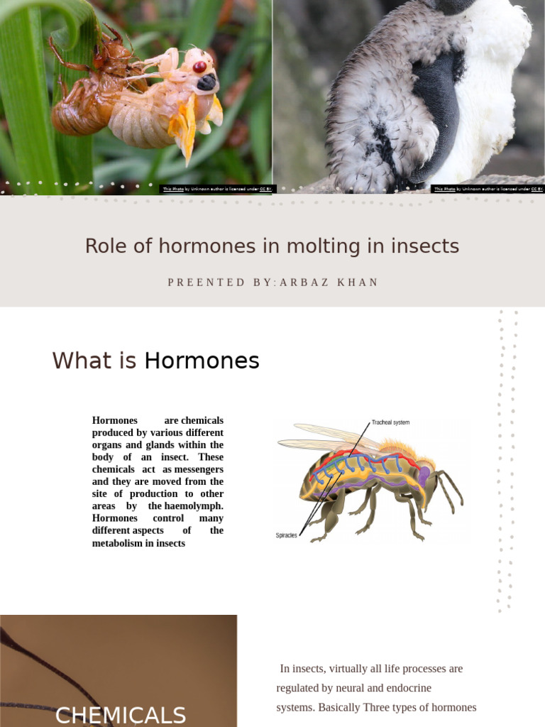 Hormones Driving Insect Molting Process | PDF | Hormone