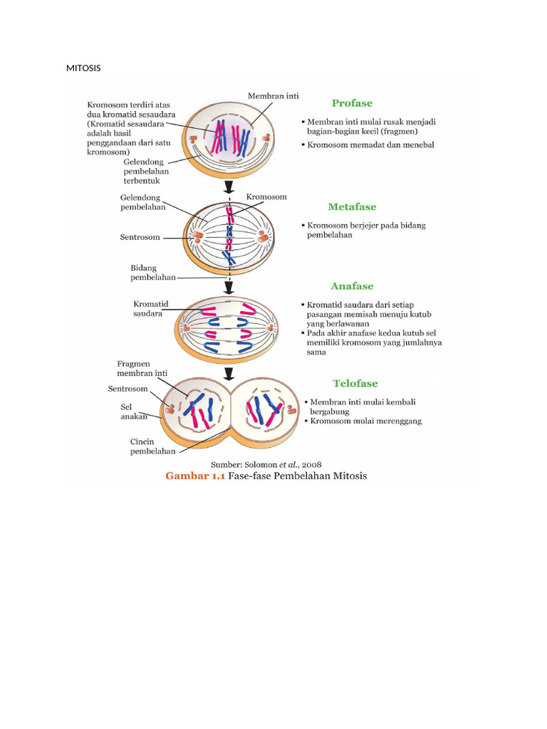 Mitosis | PDF