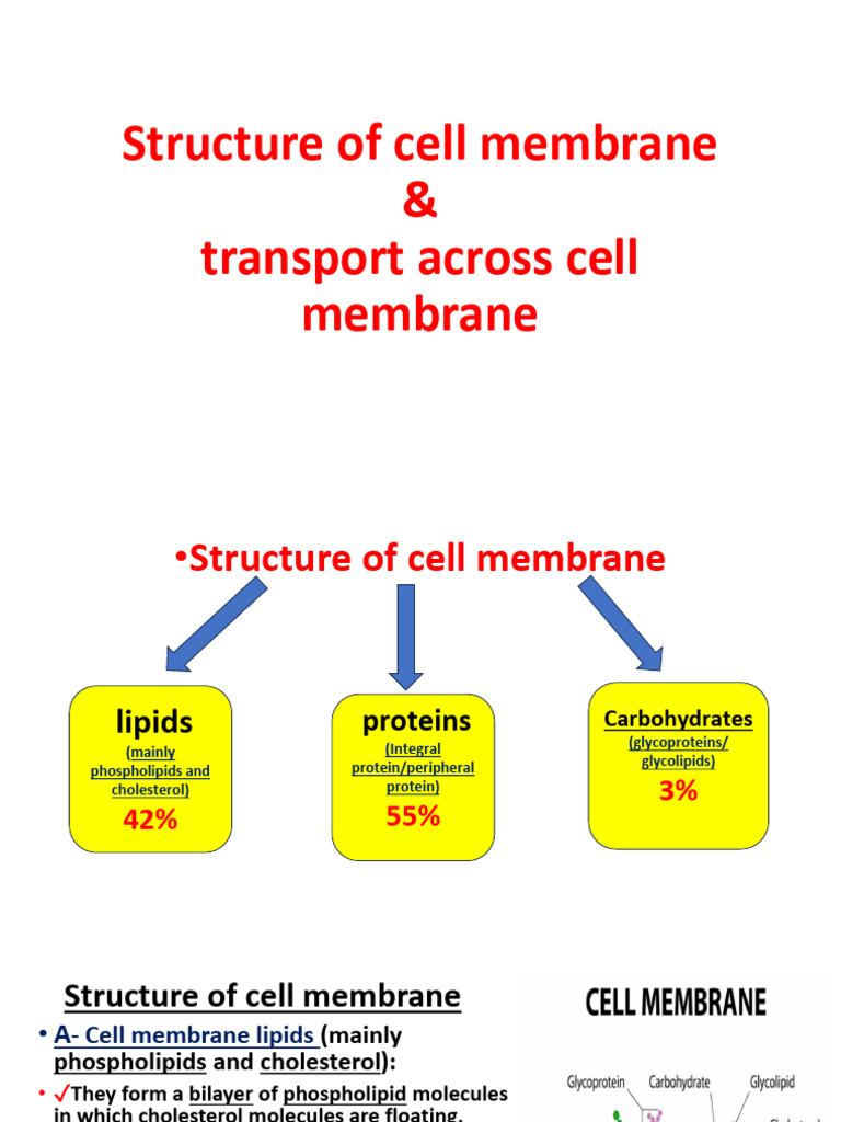 Lab1-Structure of Cell Membrane & Transport | PDF | Cell Membrane | Osmosis