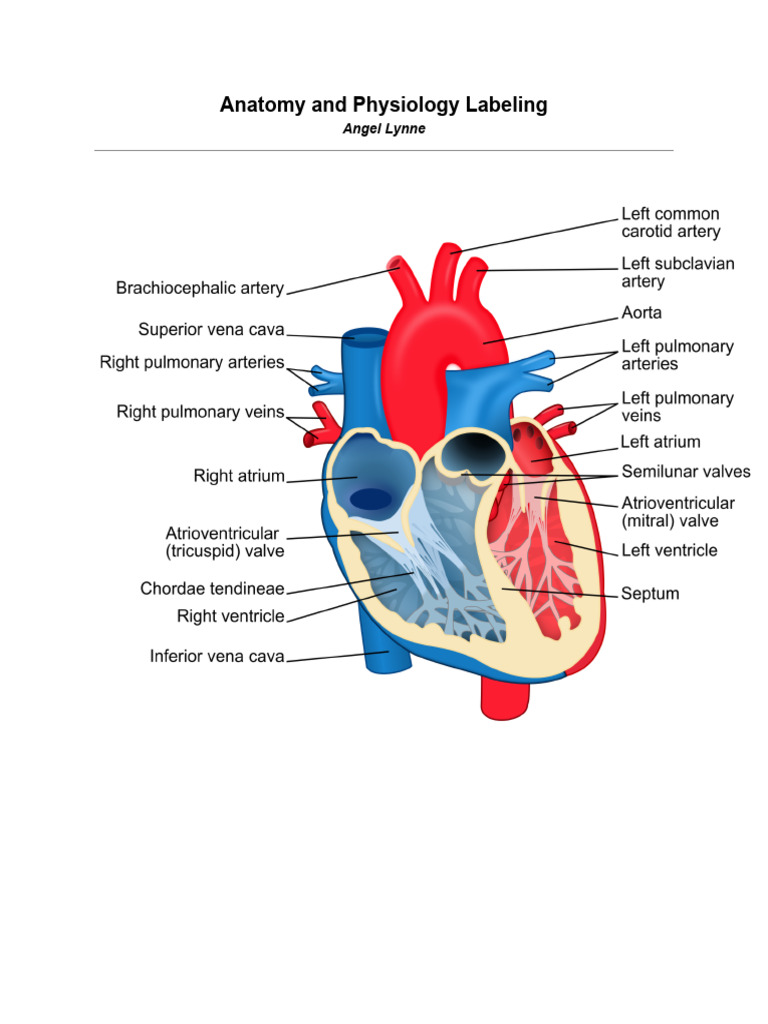 Anaphy Labeling | PDF