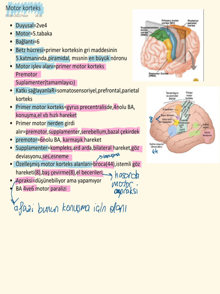 Motor Korteks | PDF