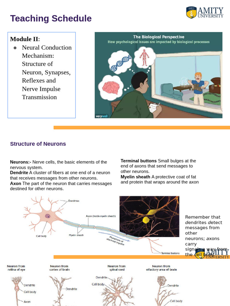 Module 2 - Neuron Structrure[1] | PDF | Neuron | Axon