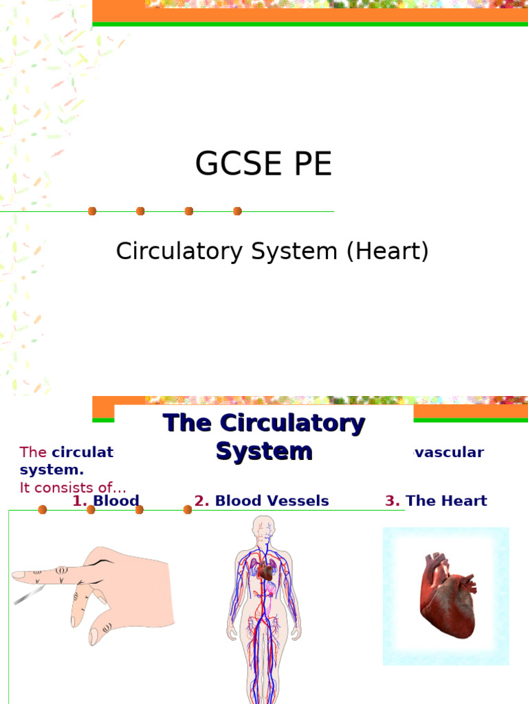 1 Gcse Pe - Circulatory System (Heart) .196009097 | PDF | Heart Valve ...