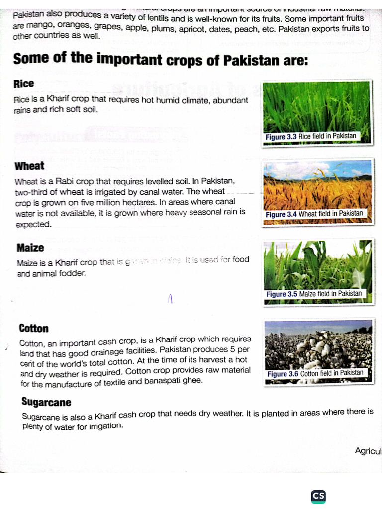 Some of The Important Crops of Pakistan | PDF