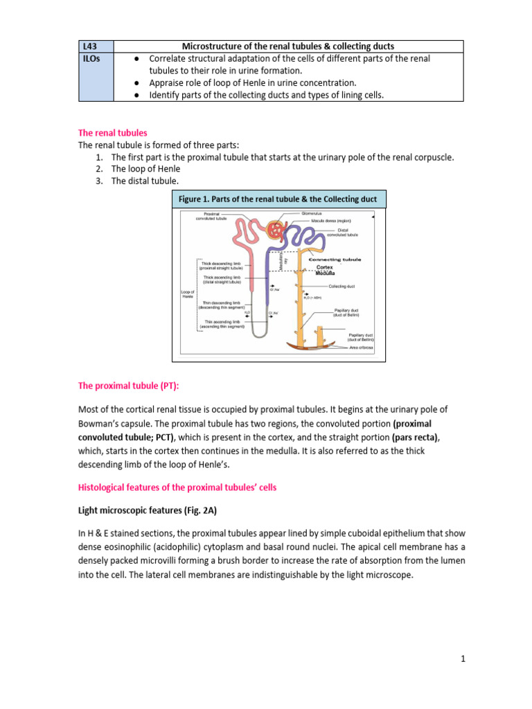 Structure and Function of Renal Tubules | PDF | Kidney | Anatomy