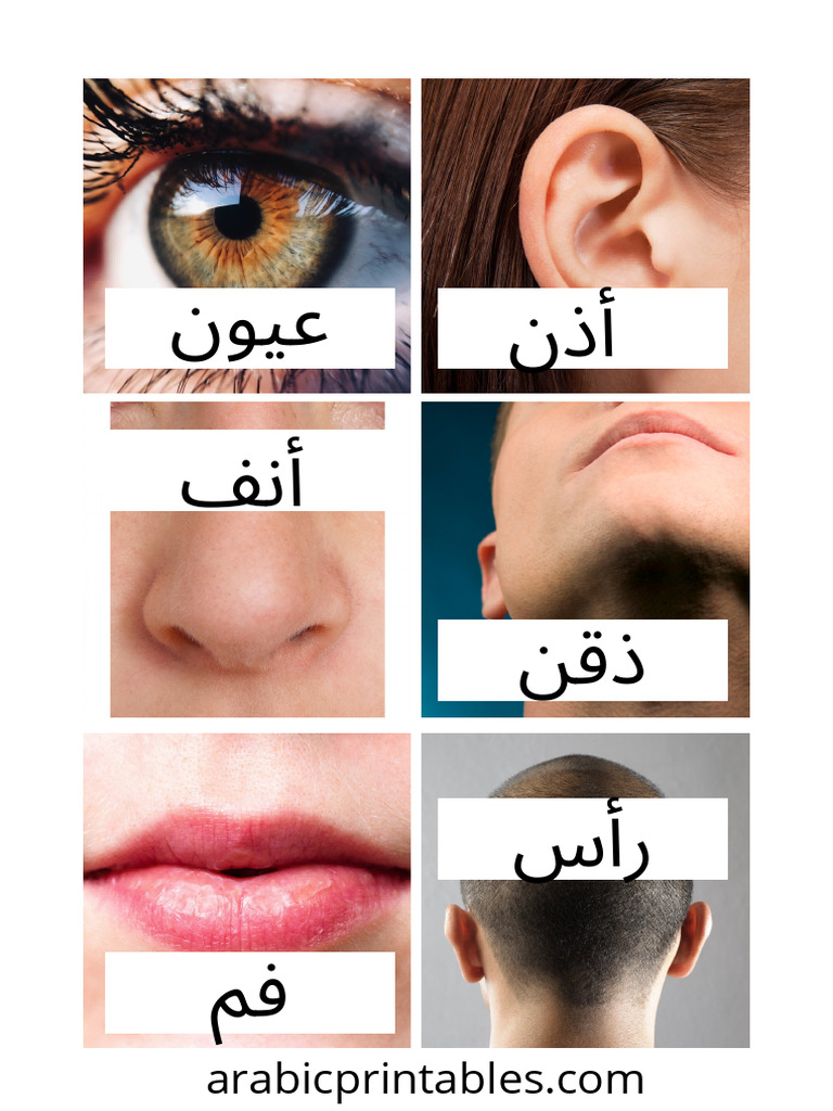 Arabic Face Vocab | PDF