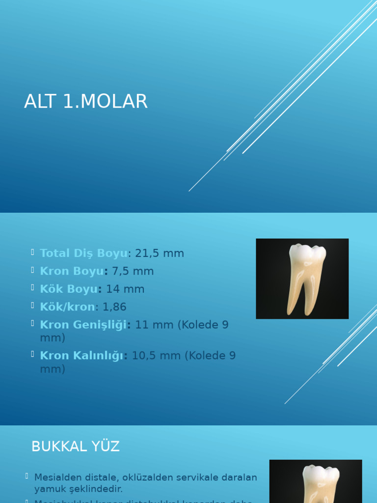 Alt 1.molar PPTX 2 | PDF