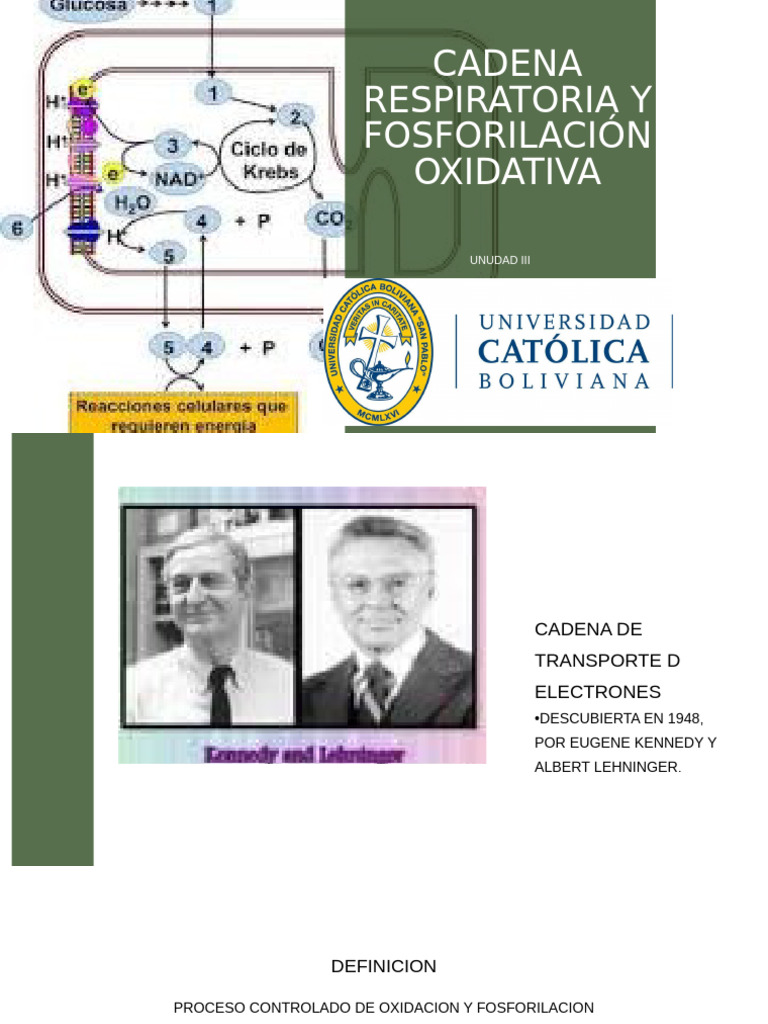 Cadena Respiratoria | PDF | Cadena de transporte de electrones | Trifosfato de adenosina