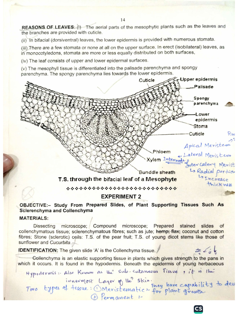 Botany Practical | PDF