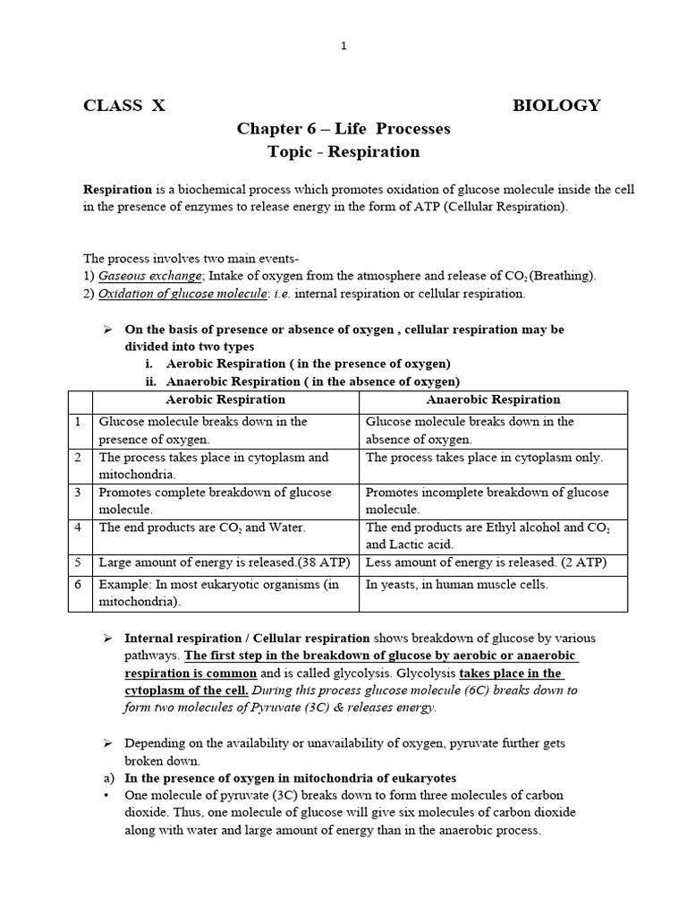 Class 10 RESPIRATION Notes (SV) | PDF | Respiratory Tract | Cellular ...