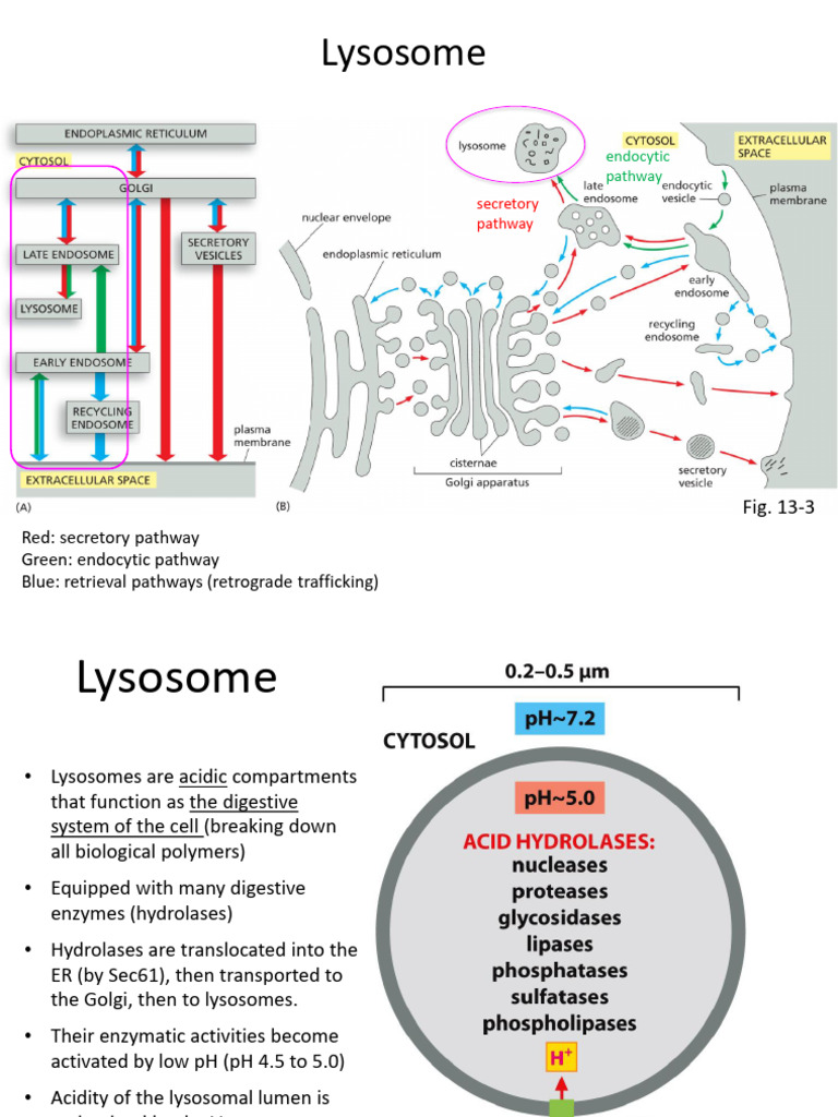 Park-Lecture 13 Lysosomes+and+Autophagosomes | PDF | Autophagy | Lysosome