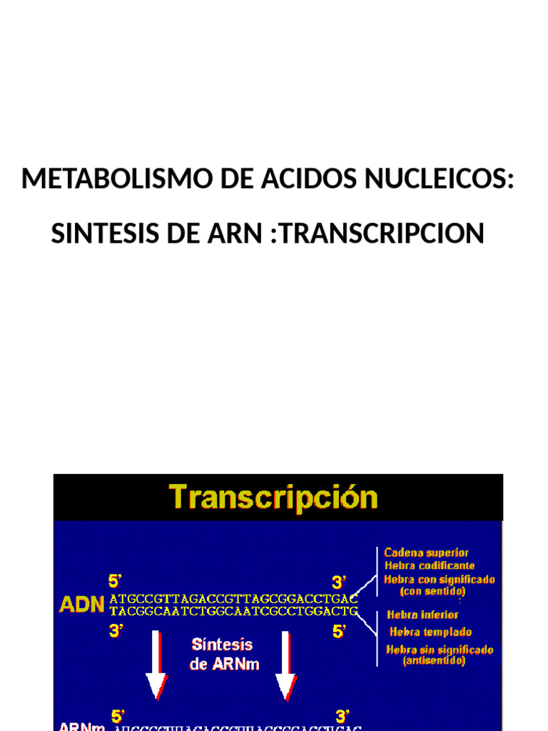 Teorico Transcripcion | PDF