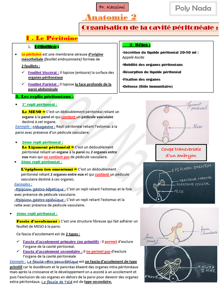 Anatomie du péritoine et cavité péritonéale | PDF | Péritoine | Foie
