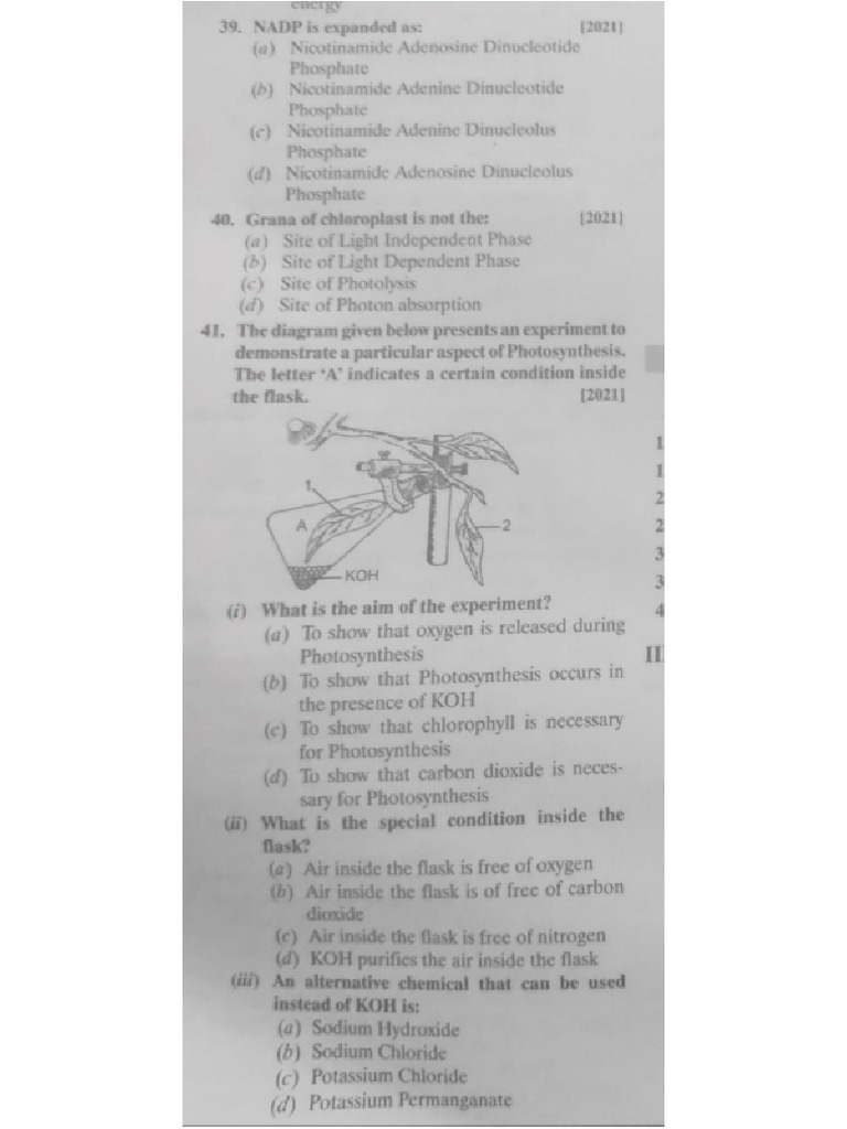 Photo Synthesis Test G10 | PDF