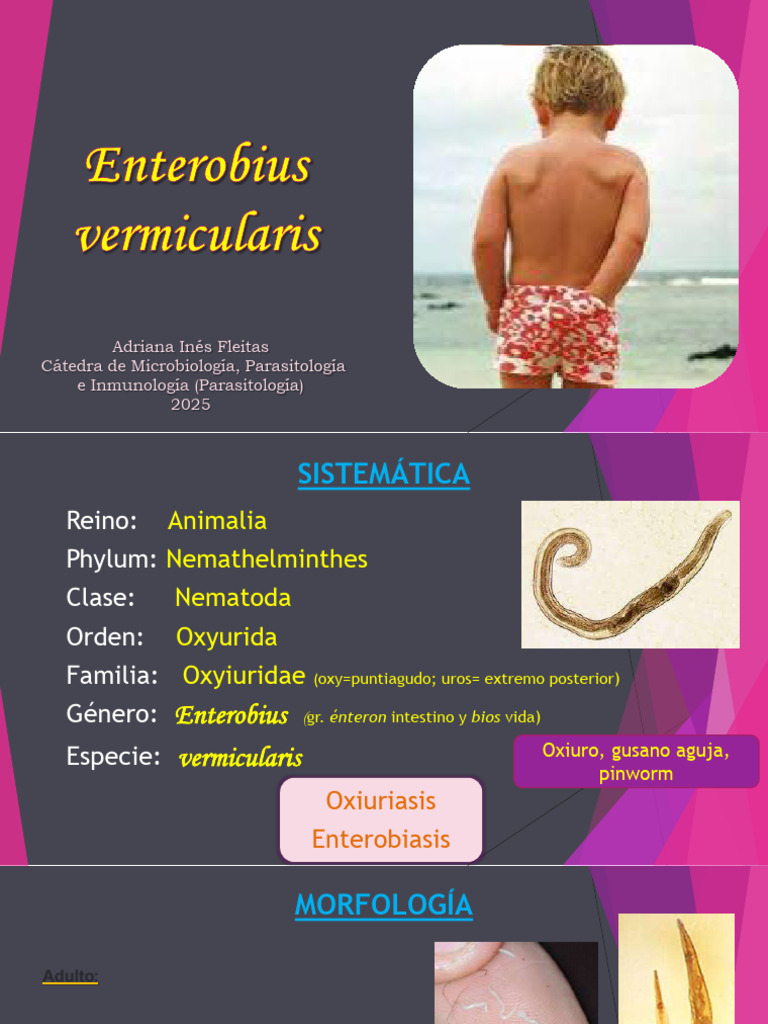 Enterobius vermicularis: Morfología y Tratamiento | PDF ...