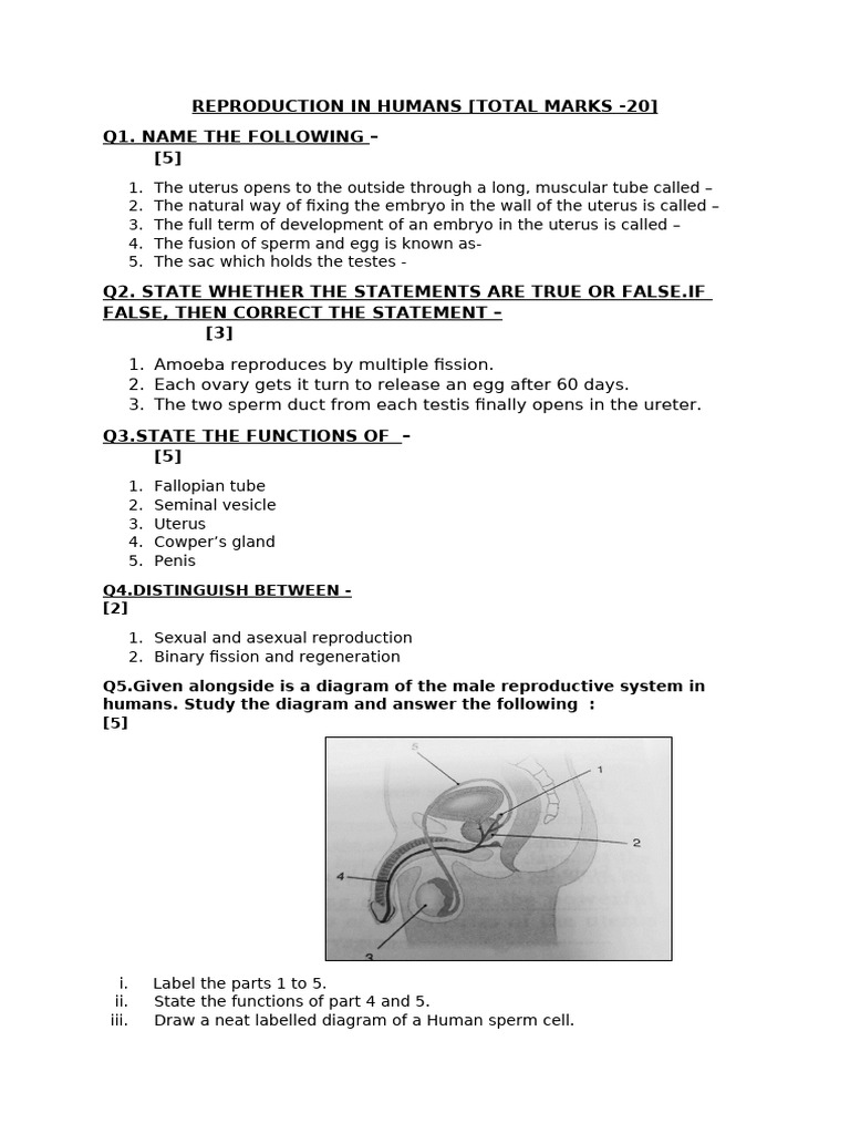 Human Reproductive System Overview | PDF