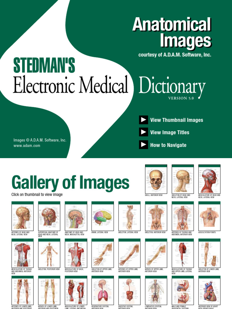 Anatomy Atlas | PDF | Vertebra | Aorta