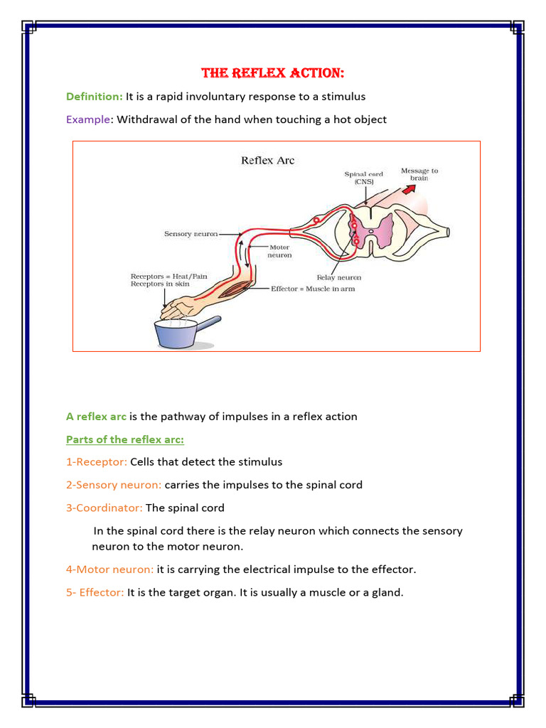 The Reflex Arc and Types of Neurons | PDF
